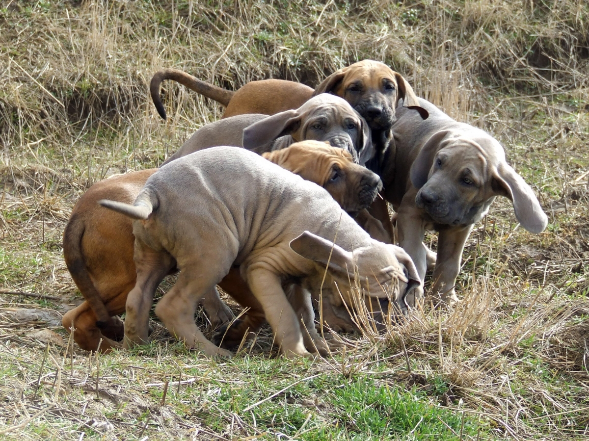 Fila Brasileiro - Harakhan Kennel Dogs